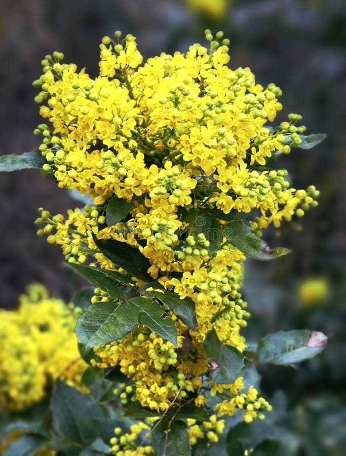 Yellow bush stock photo. Image of flowering, flowers - 386454694