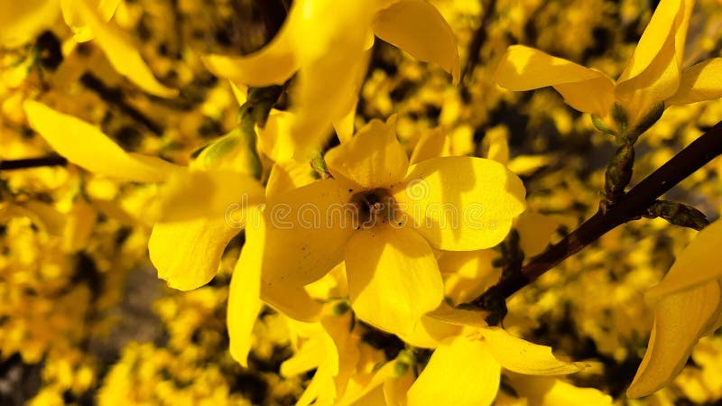 Yellow Bush Spring stock photo. Image of spring, yellow - 179645838