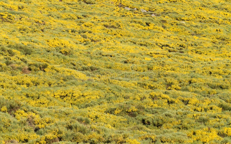 Yellow Bushes Background in Nature Stock Image - Image of blossom ...