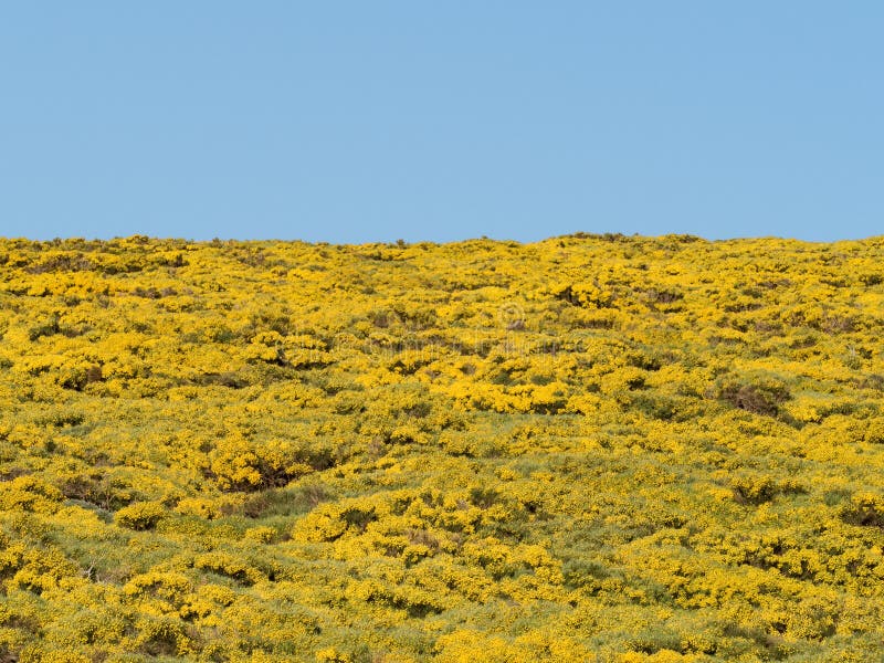Yellow Bushes and Sky Background in Nature Stock Photo - Image of flora ...