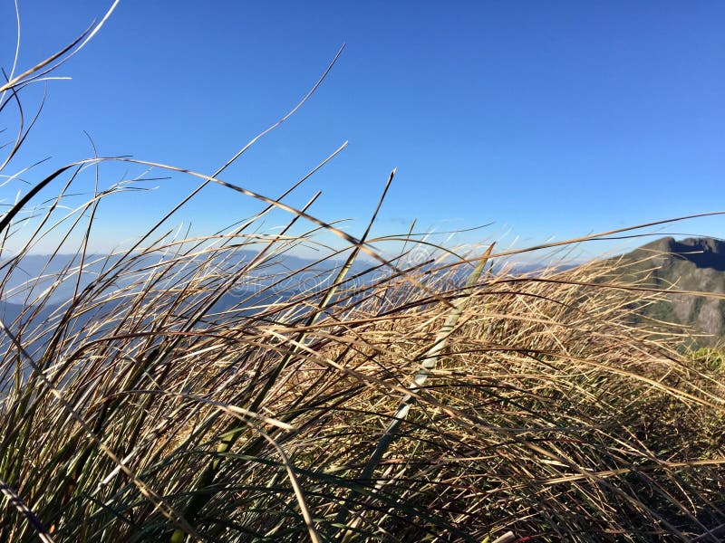 Yellow Bushes on the Summit Stock Photo - Image of bushes, landscape ...