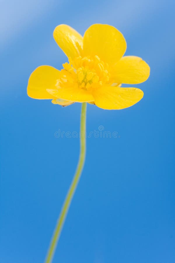 848 Buttercup Backgrounds Stock Photos - Free & Royalty-Free Stock ...