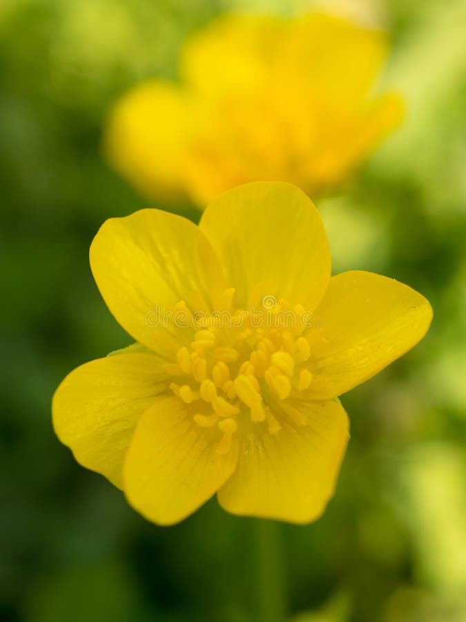 Yellow buttercup close up stock image. Image of summer - 221138171