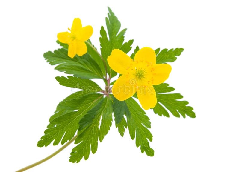 Yellow Buttercup Flower the Spring Stock Photo - Image of globe, five ...