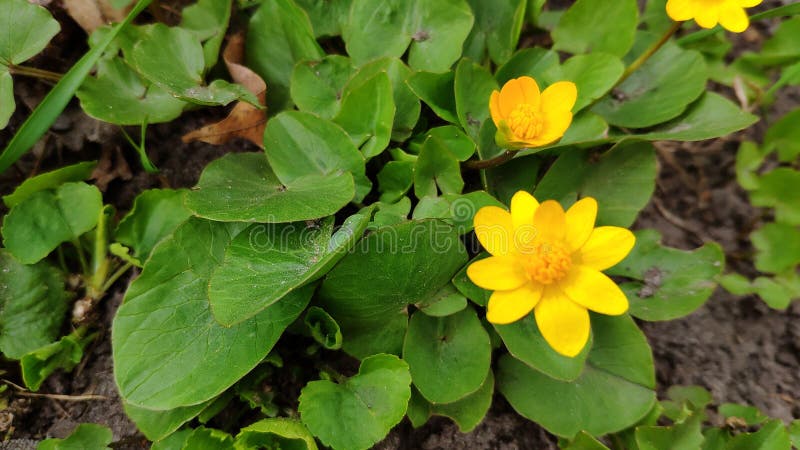 Yellow Buttercup Flowers in a Botanical Garden One of the First Flowers ...