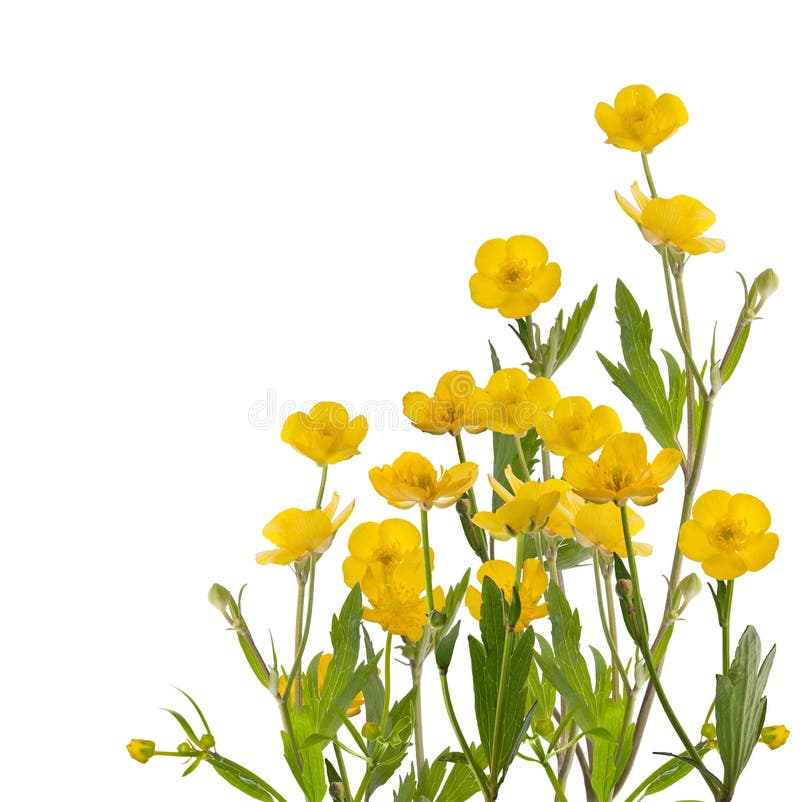 3,317 Buttercup Green Stem Stock Photos - Free & Royalty-Free Stock ...