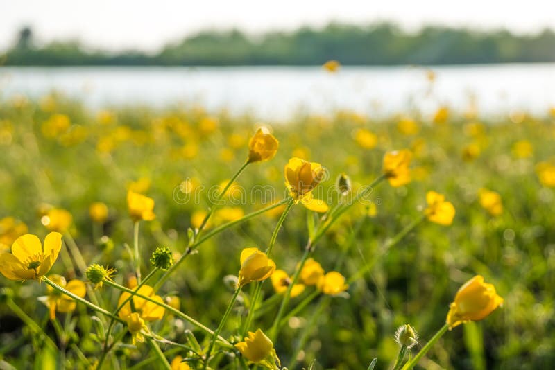 Yellow Buttercup Flowers in the Field. Ranunculus Repens Stock Photo ...