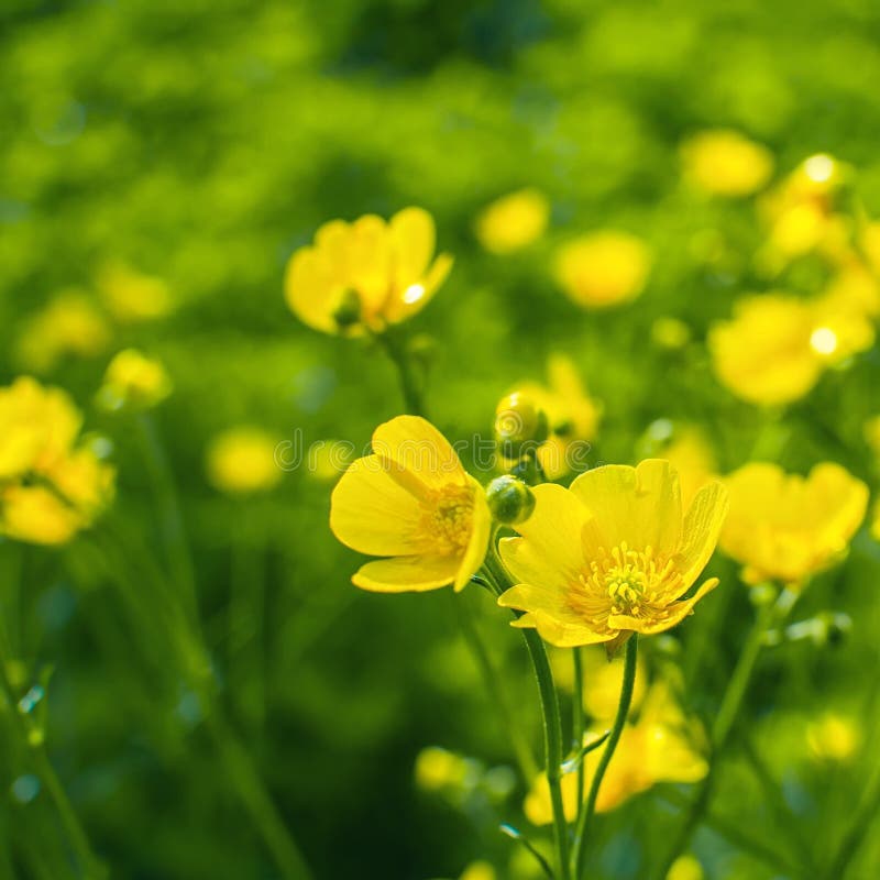 Yellow Buttercup Flowers in the Field. Ranunculus Repens Stock Photo ...