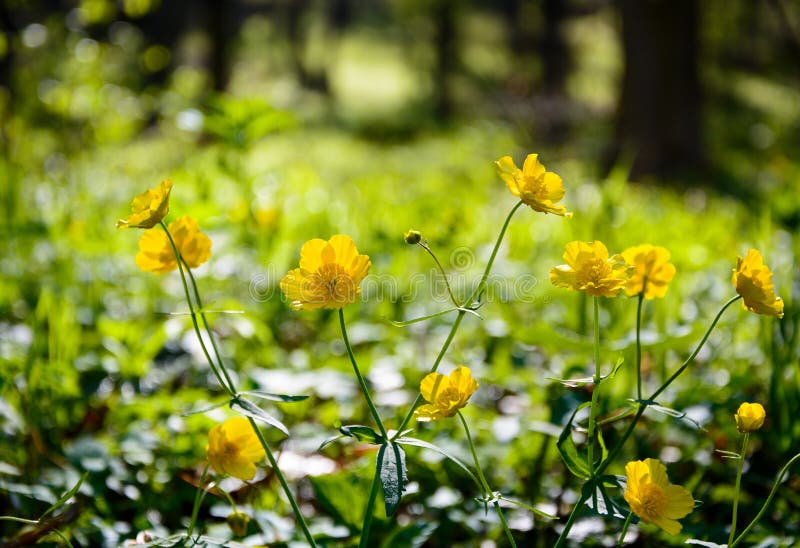 Yellow Buttercup Spring Flowers Stock Image - Image of buttercup ...