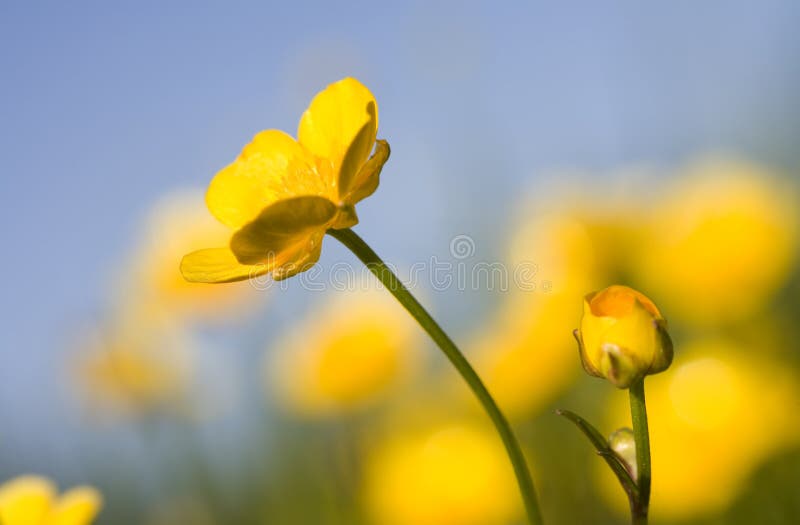 Yellow buttercups stock photo. Image of flower, bright - 12669132
