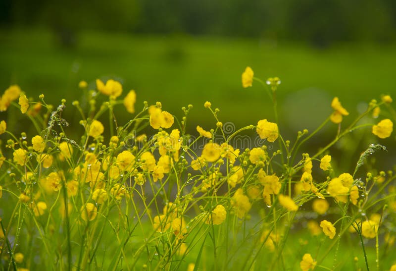 Yellow Buttercups with Drops of Morning Dew on a Blurred Background As ...