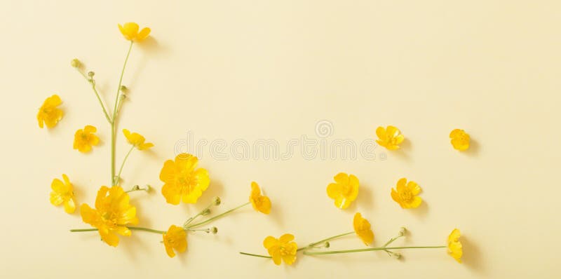 Buttercups on Yellow Paper Background Stock Photo - Image of beauty ...