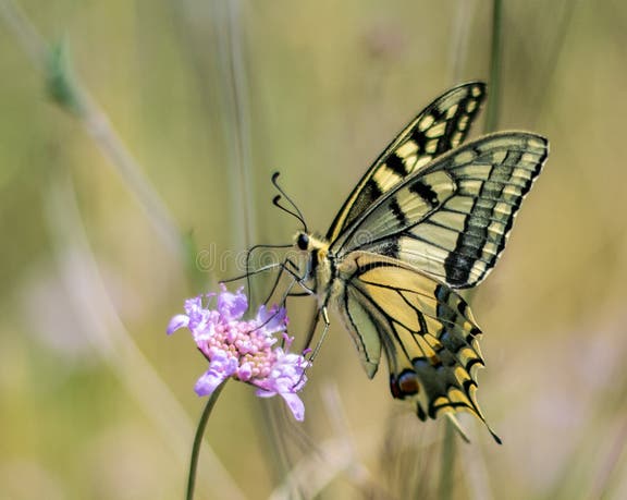 Yellow butterfly 2 stock image. Image of butterfly, animal - 118200219