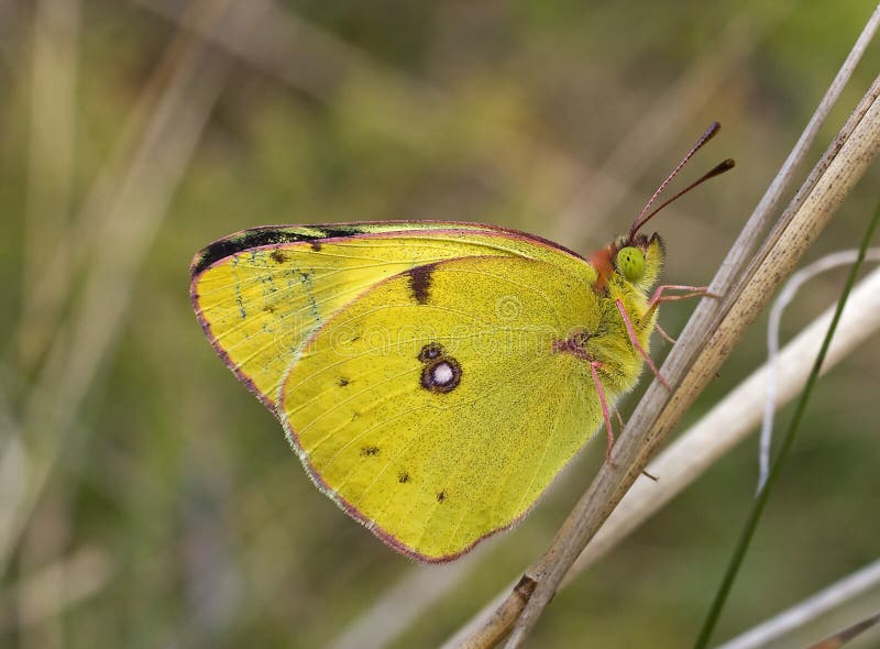 Yellow butterfly stock image. Image of life, hyale, beauty - 12728307