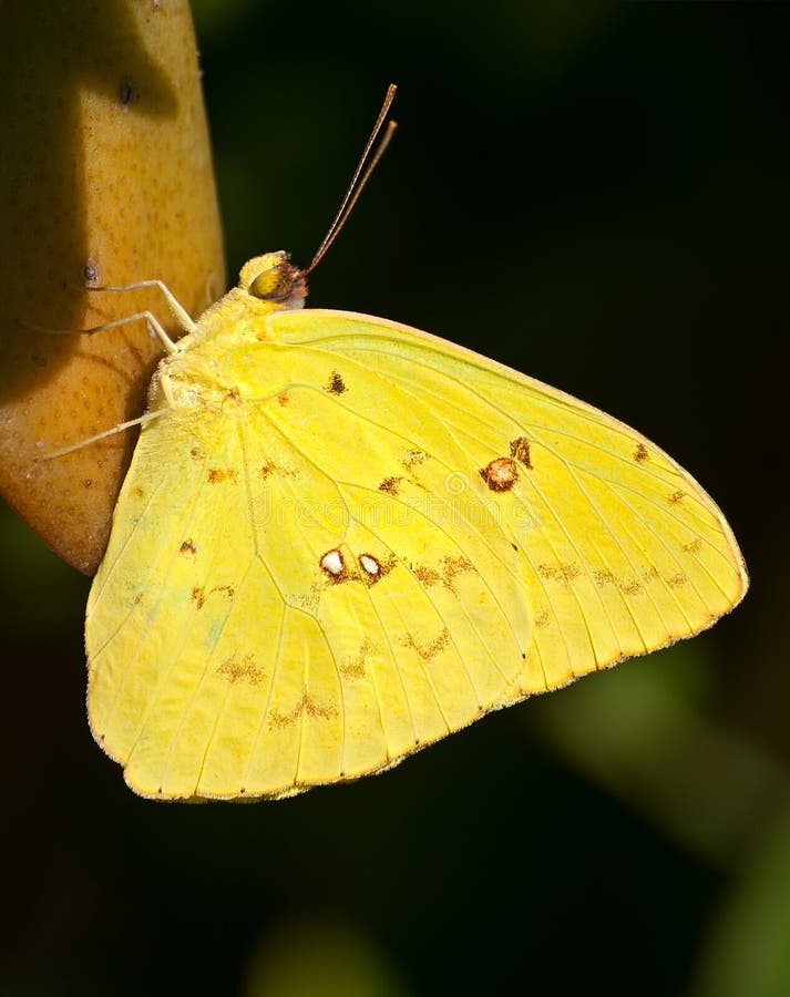 122,146 Yellow Butterfly Photos - Free & Royalty-Free Stock Photos from ...