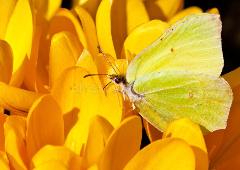 Yellow butterfly stock image. Image of nectar, collect - 24389015