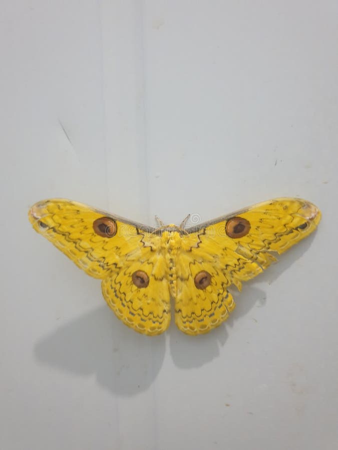 Yellow Butterfly with a Rounded Motive Like an Eye Stock Photo - Image ...