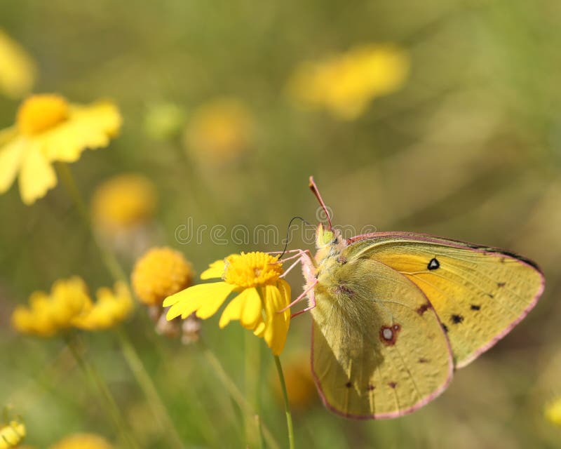 Yellow Butterfly on Yellow Flower Stock Image - Image of lonely, blur ...