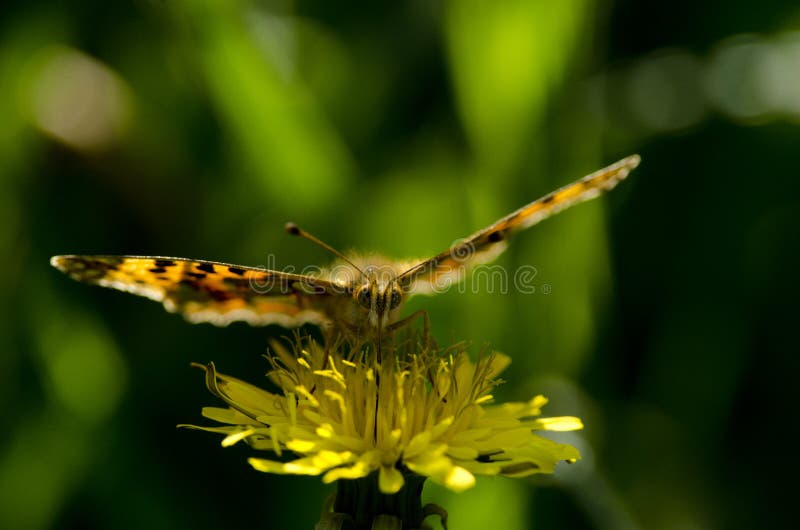 Yellow butterfly on flower stock photo. Image of macro - 26329180