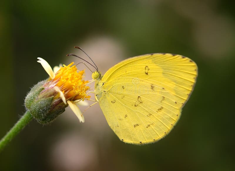 Yellow Butterfly on flower stock photo. Image of beautiful - 41546472