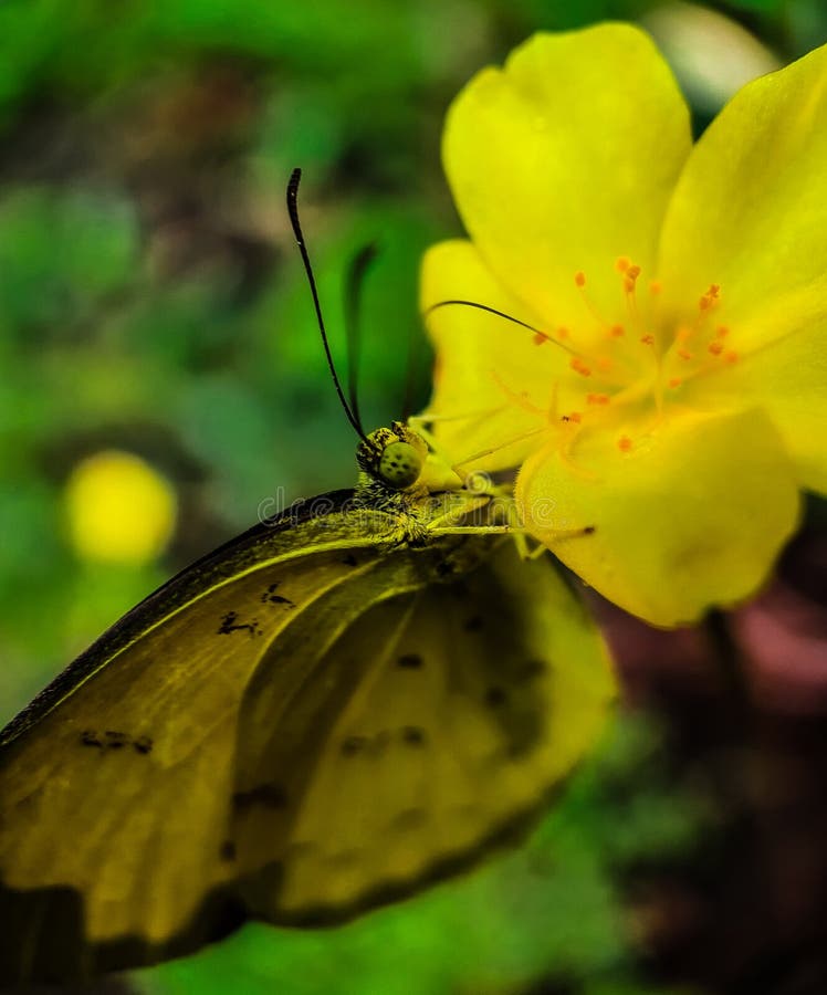 Yellow Butterfly on a Yellow Flower. Stock Photo - Image of buterfly ...