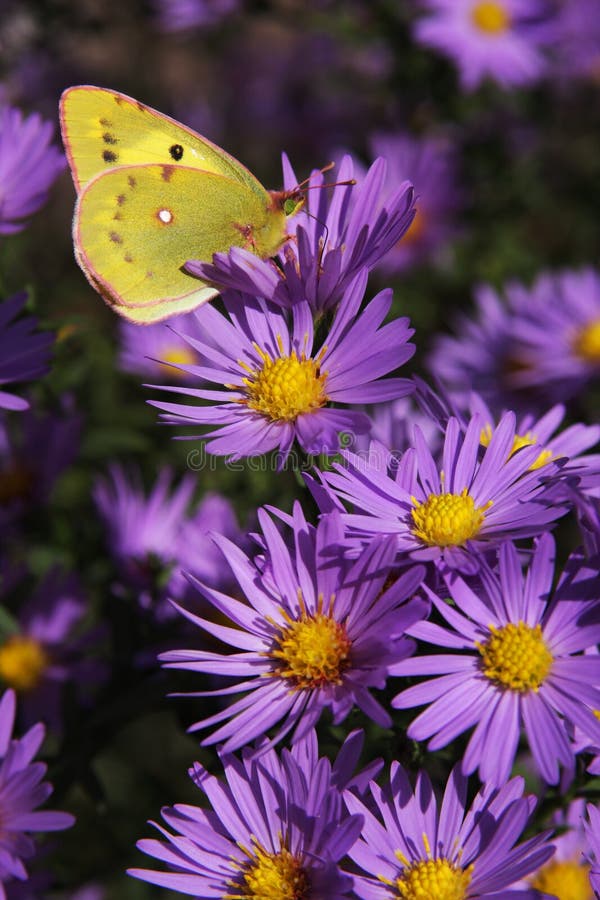 The Yellow Butterfly on Flowers Stock Photo - Image of lilac, sits ...