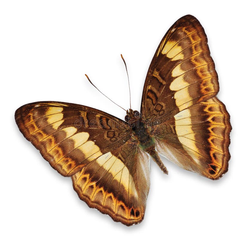 Yellow Butterfly Flying Stock Images - Download 8,640 Royalty Free Photos