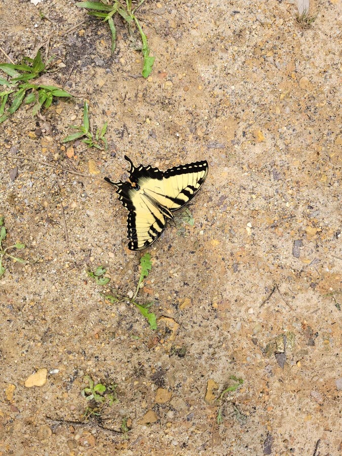Yellow Butterfly Full Wings Stock Photo - Image of pollinator, green ...