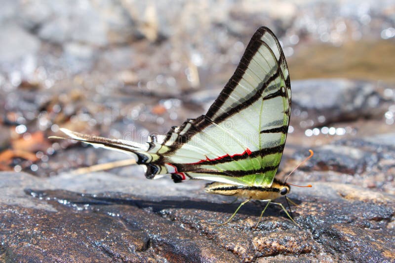 Yellow Butterfly on the Ground Stock Image - Image of wildlife, ground ...