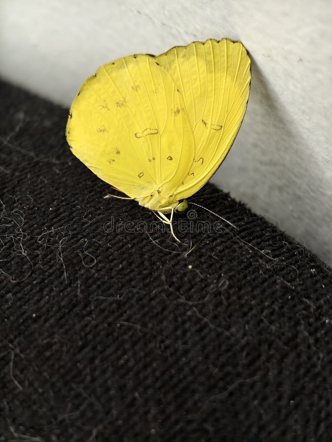 Yellow Butterfly on the Hair Dust Wall Stock Photo - Image of dust ...