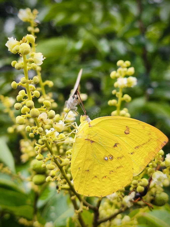 Yellow Butterfly Looking for Nectar on a Tree Stock Photo - Image of ...