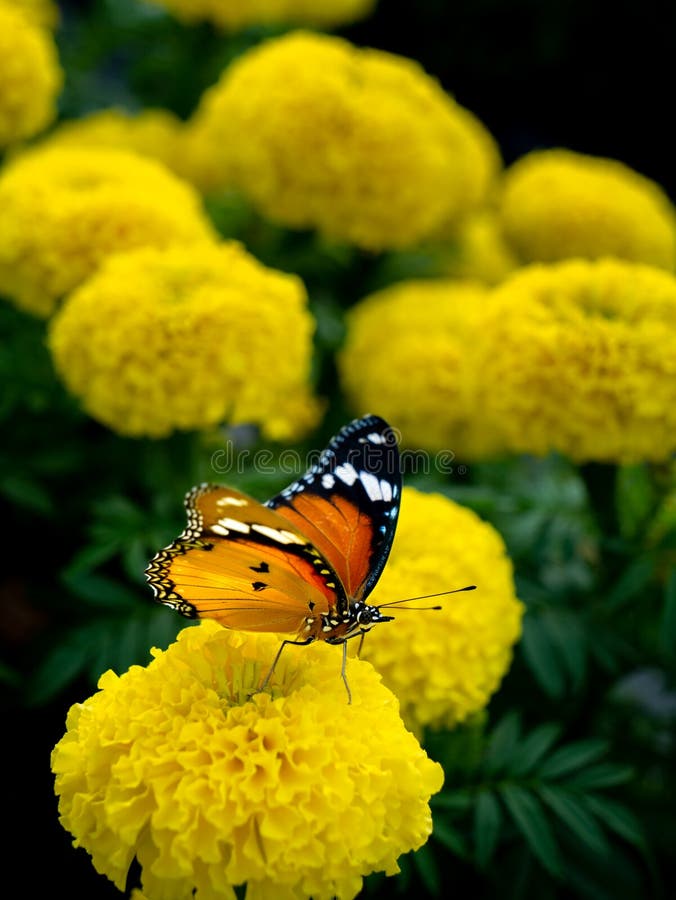 Yellow Butterfly Moving the Wings on the Yellow Flower Stock Image ...