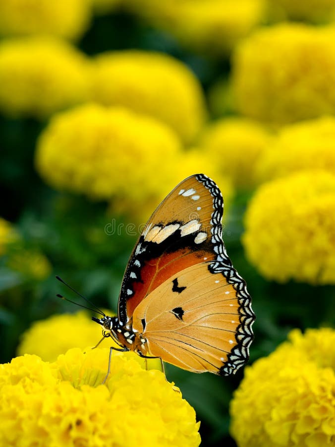 Yellow Butterfly Moving the Wings on the Yellow Flower Stock Image ...