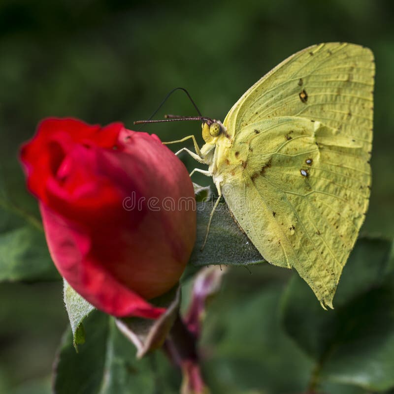3,674 Yellow Rose Butterfly Stock Photos - Free & Royalty-Free Stock ...