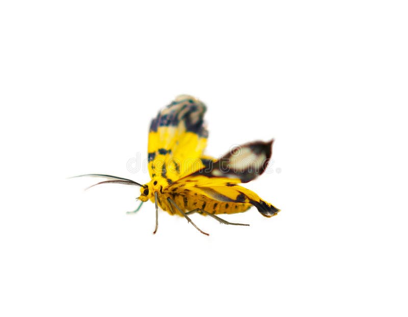 A Yellow Butterfly Perched Isolated on White Side View Stock Photo ...