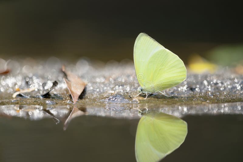 Butterfly and Its Reflection in the Mirror. Stock Photo - Image of ...