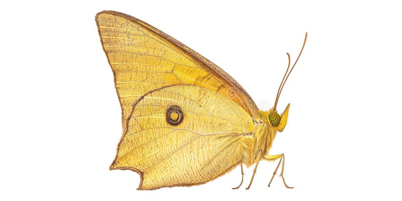 Yellow Butterfly Side View Isolated on Transparent Background Stock ...