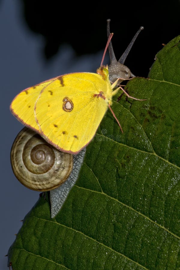 Yellow Butterfly on a Snail Stock Photo - Image of insect, garden: 48345914