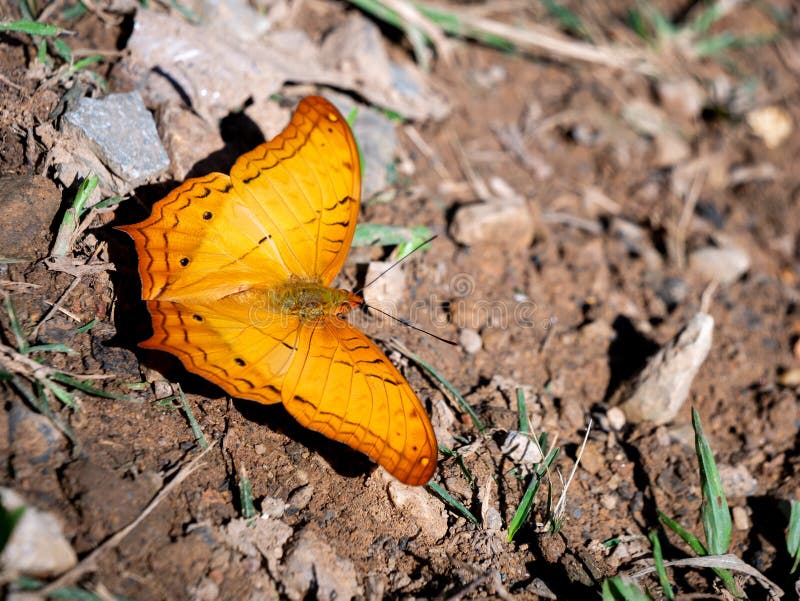 Yellow Butterfly Spreading Wings Stock Image - Image of foliage ...