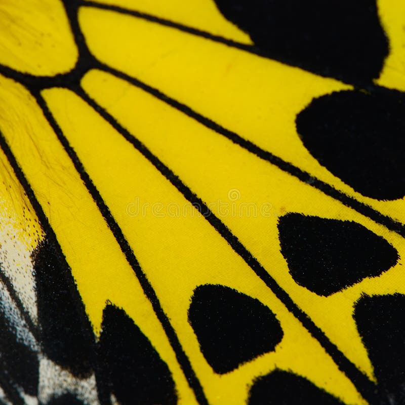 Monarch Butterfly Wing Texture Stock Photos - Download 748 Royalty Free ...