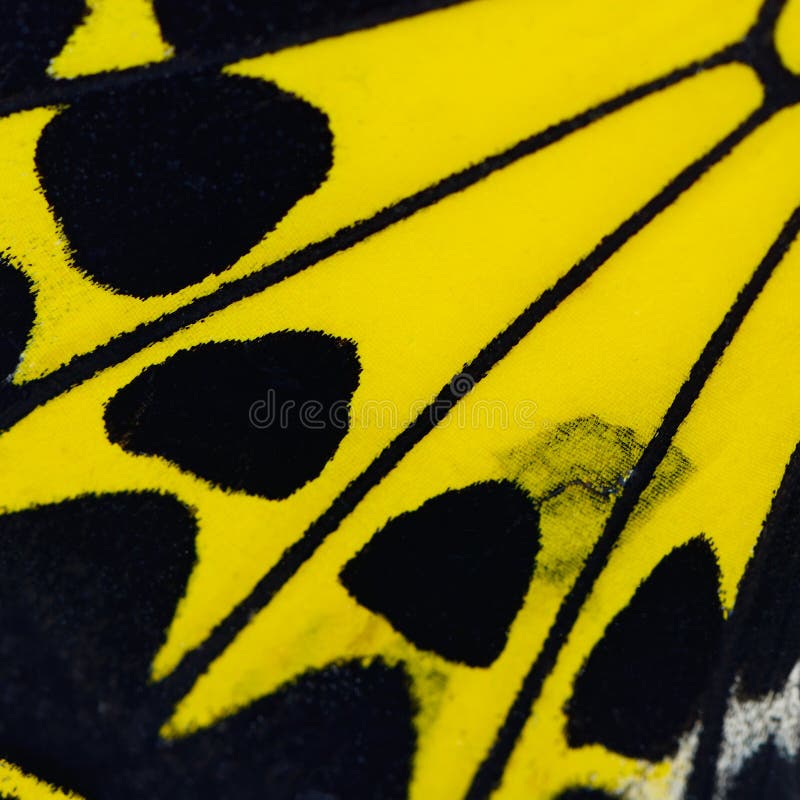 Butterfly Wing Texture, Close Up of Detail of Butterfly Wing Stock ...