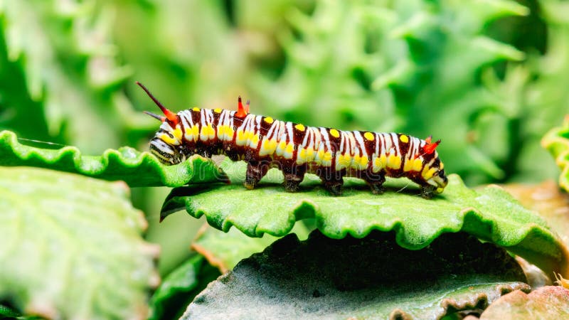 Yellow Butterfly Worm Crawling on Leaves Stock Image - Image of ...
