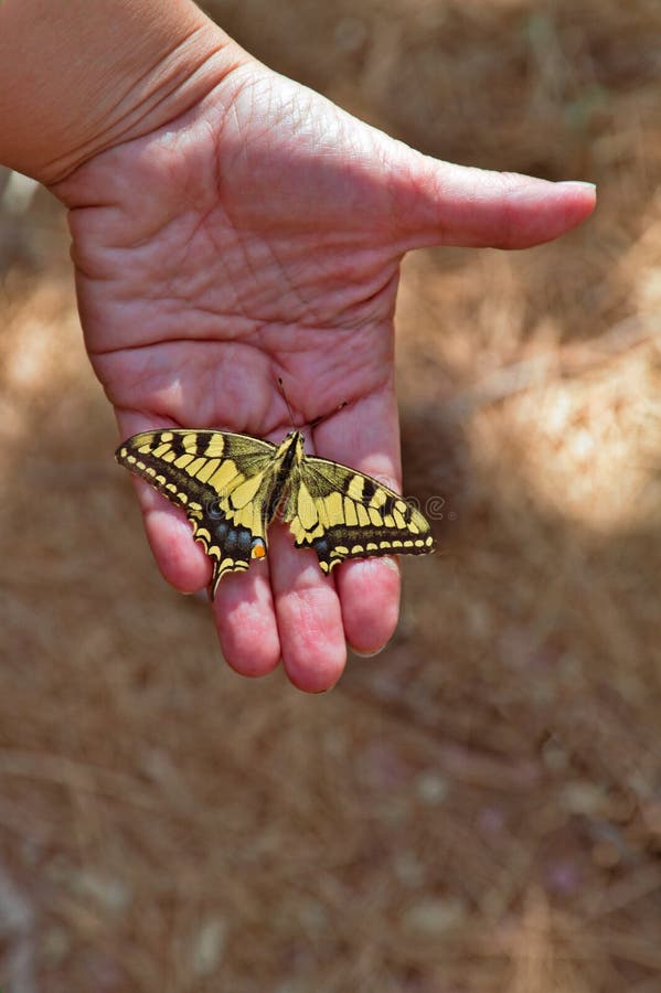 Butterfly Wound in the Hand Stock Photo - Image of tranquil, sitting ...