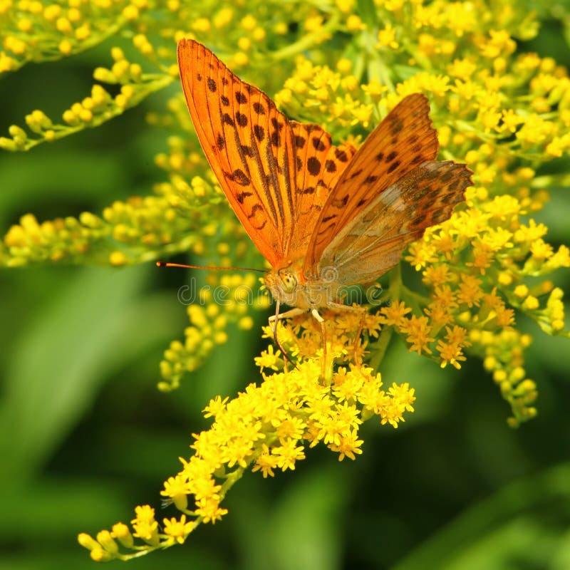 Yellow Butterfly on a Yellow Flower Stock Image - Image of green, fresh ...