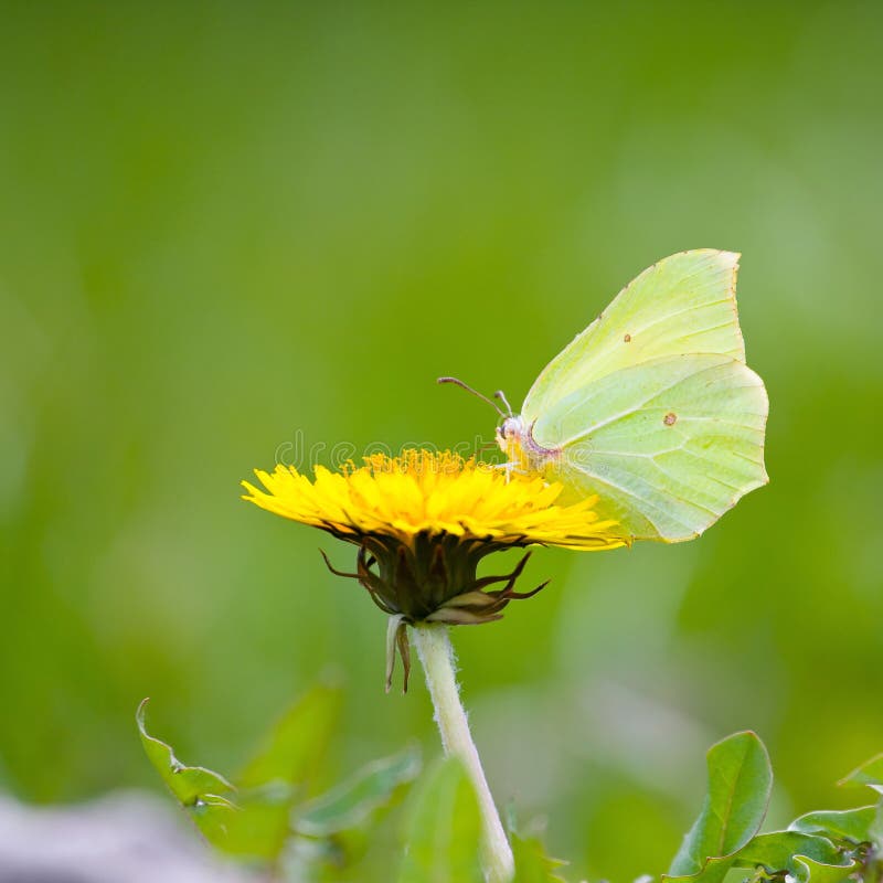 Yellow Butterfly on Yellow Flowers Stock Image - Image of holiday, blue ...