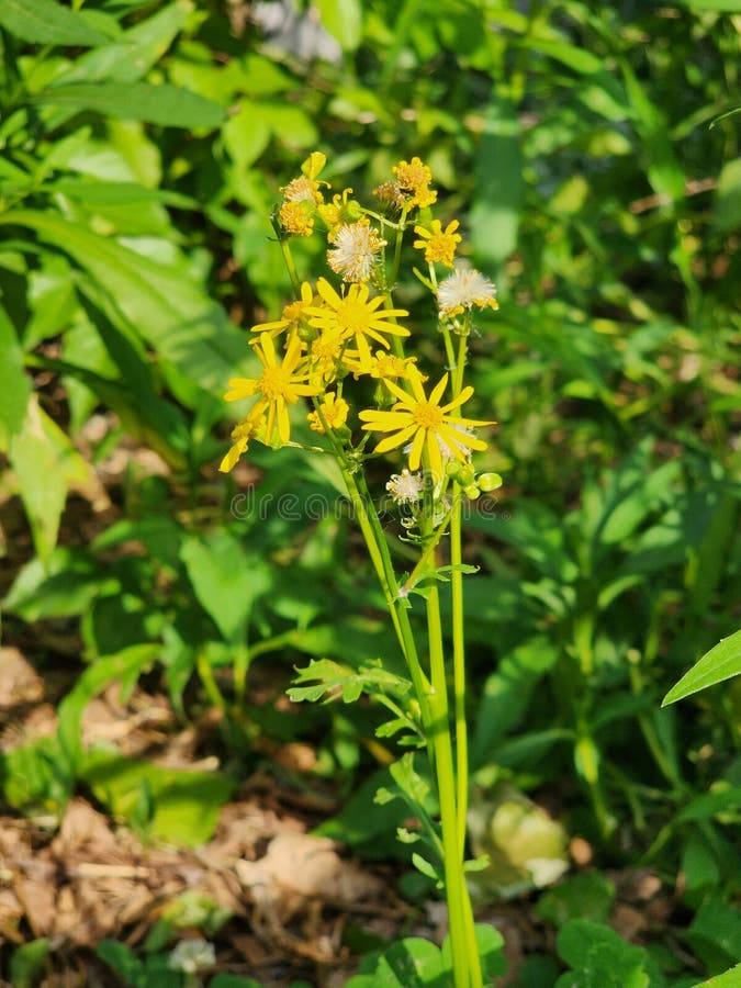 Yellow Butterweed Flower stock photo. Image of ragwort - 280104044