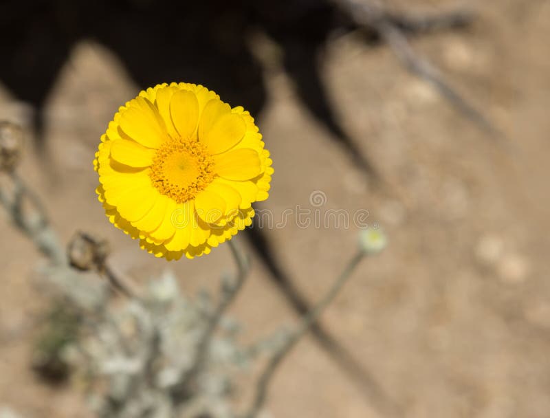 Yellow button daisy stock photo. Image of nature, plant - 55879428