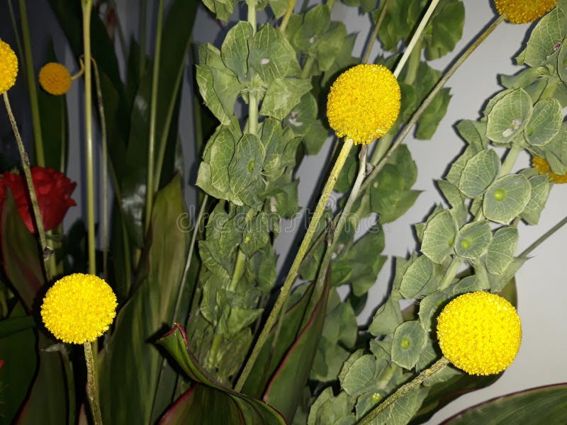 Yellow button flower stock image. Image of green, flowers - 155166633