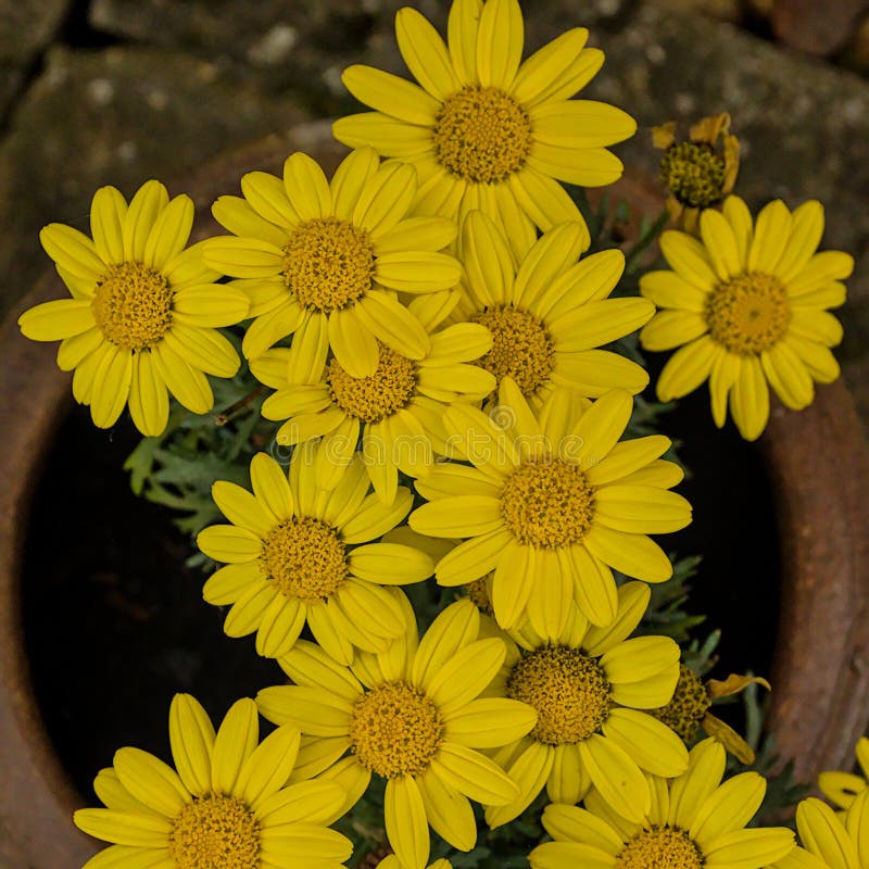 Yellow Button Flowers - Anacyclus Radiatus Stock Photo - Image of ...