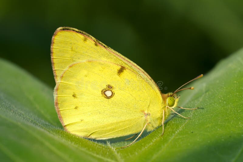 Yellow cabbage butterfly stock image. Image of butterflies - 20103915